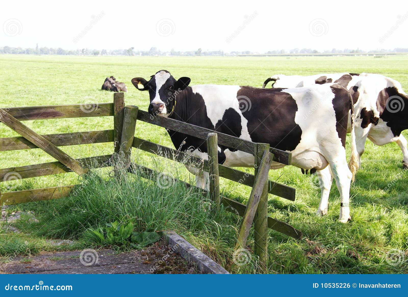 Dutch cow stock photo. Image of mammals, breeder, curious - 10535226