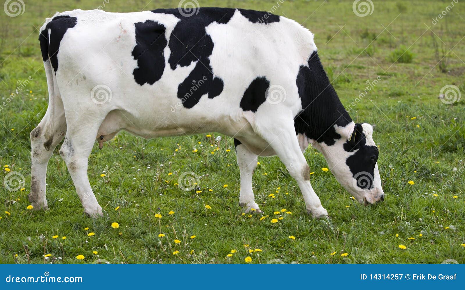 Dutch cow stock image. Image of dutch, grazing, country - 14314257