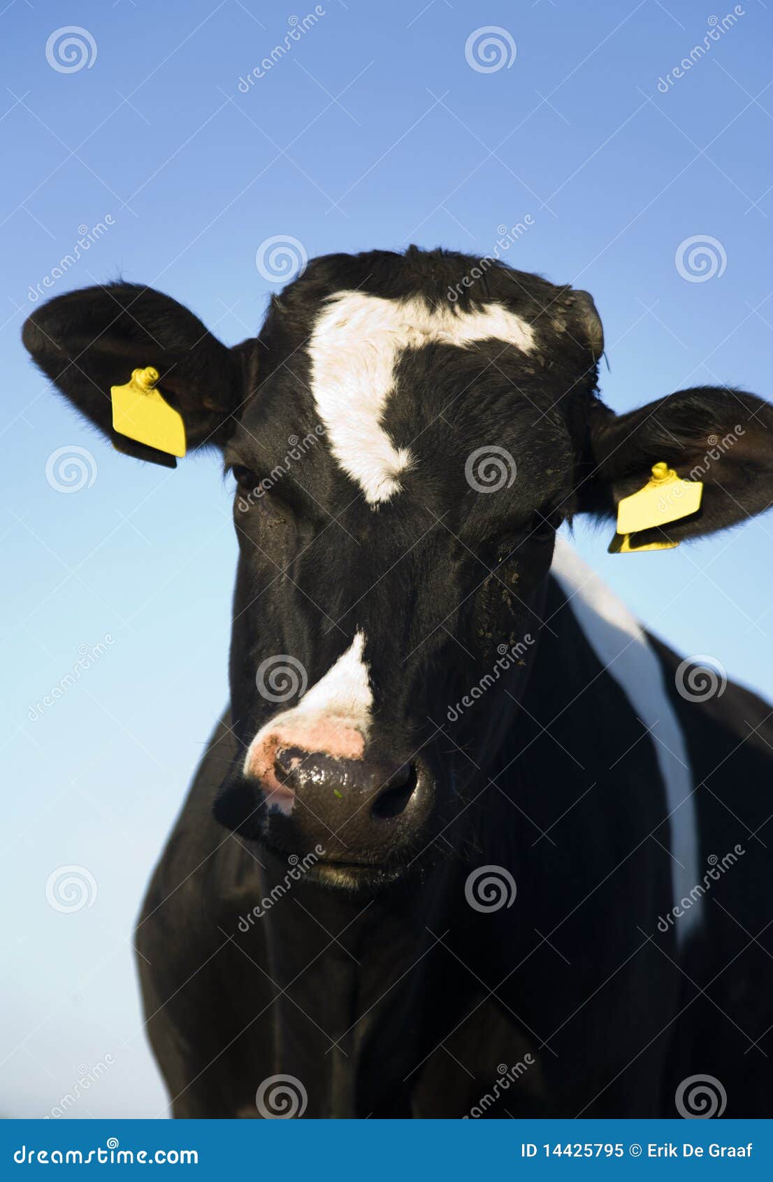 Dutch cow stock image. Image of dairy, rural, farming - 14425795