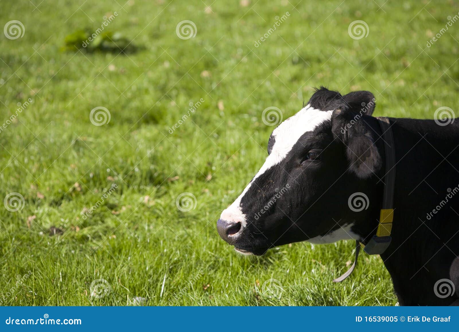 Dutch cow stock image. Image of farmland, dairy, scene - 16539005