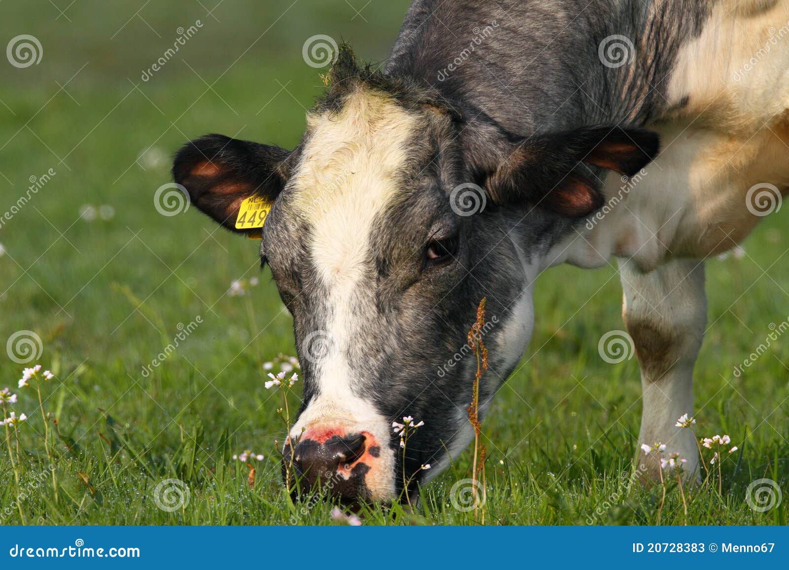 Dutch Cow stock image. Image of hide, farm, heffer, grazing - 20728383