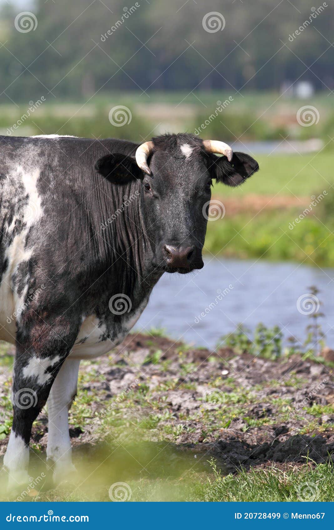 Dutch Cow stock image. Image of hide, meadow, country - 20728499