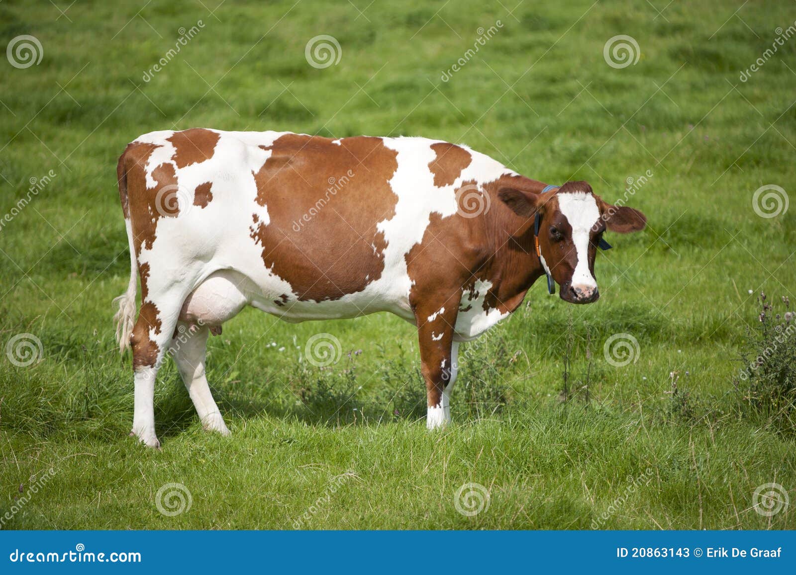 Dutch cow stock image. Image of grassland, beef, dairy - 20863143