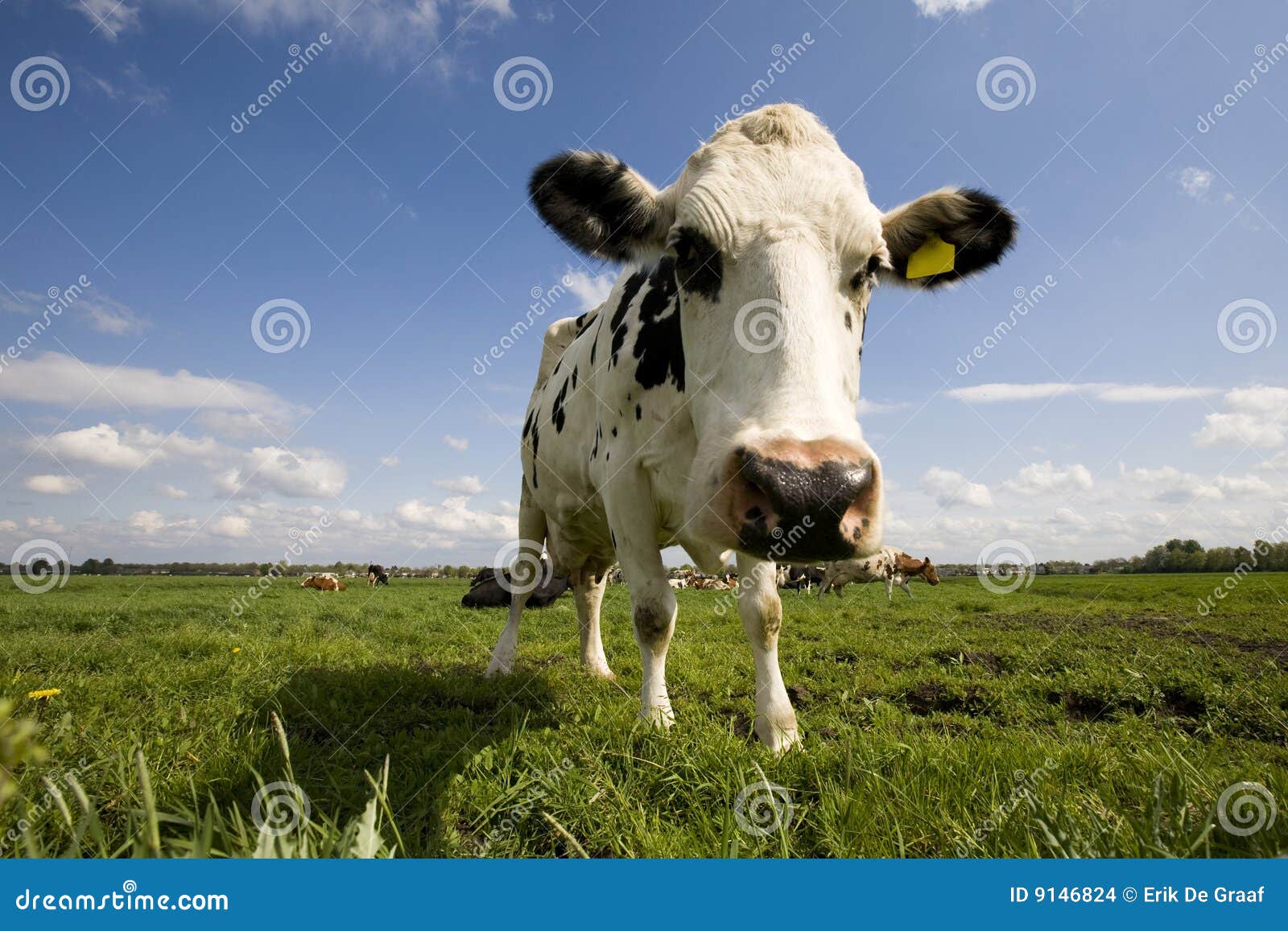 Dutch cow stock photo. Image of grassland, milk, black - 9146824