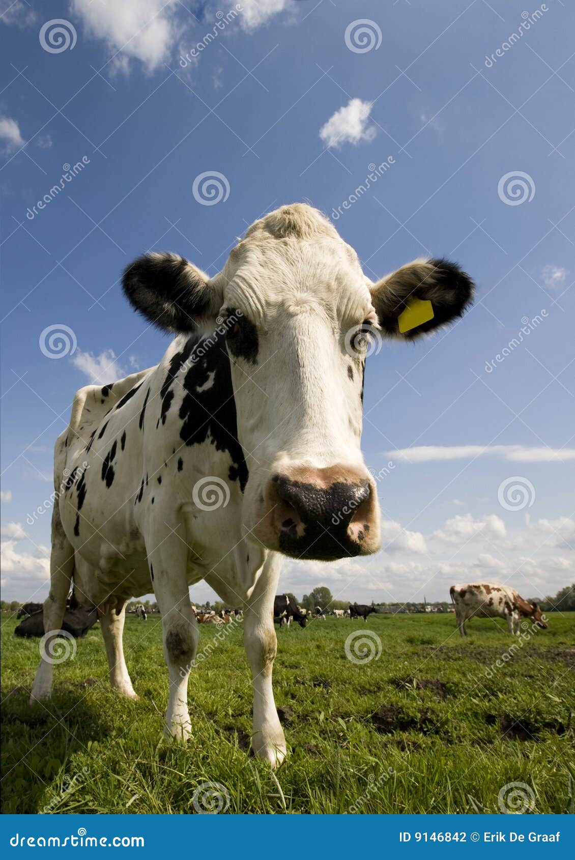 Dutch cow stock photo. Image of meadow, dutch, cattle - 9146842