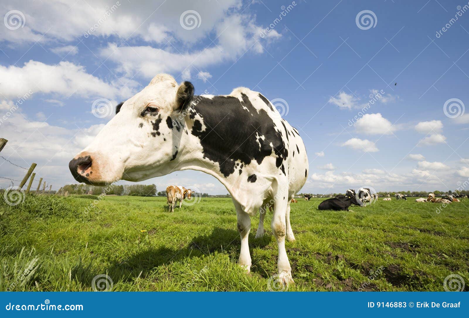 Dutch cow stock image. Image of farmland, dutch, milk - 9146883