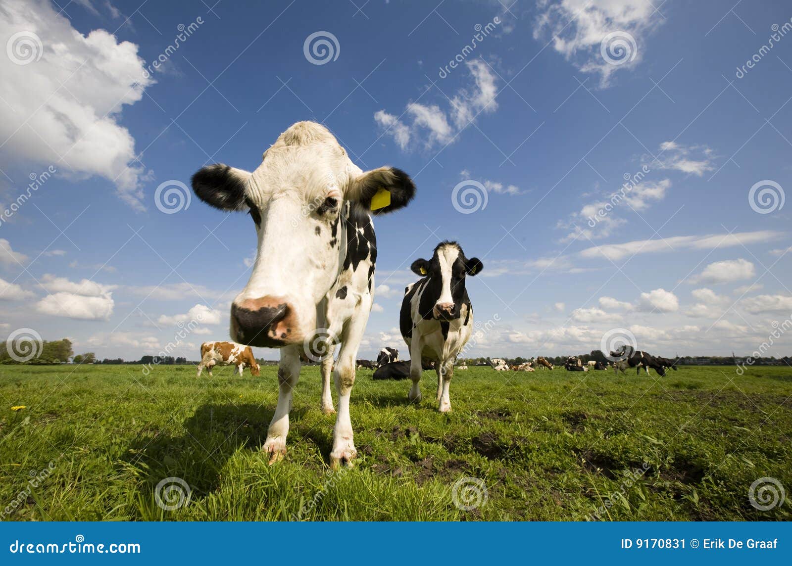 Dutch cow stock image. Image of country, netherlands, beef - 9170831