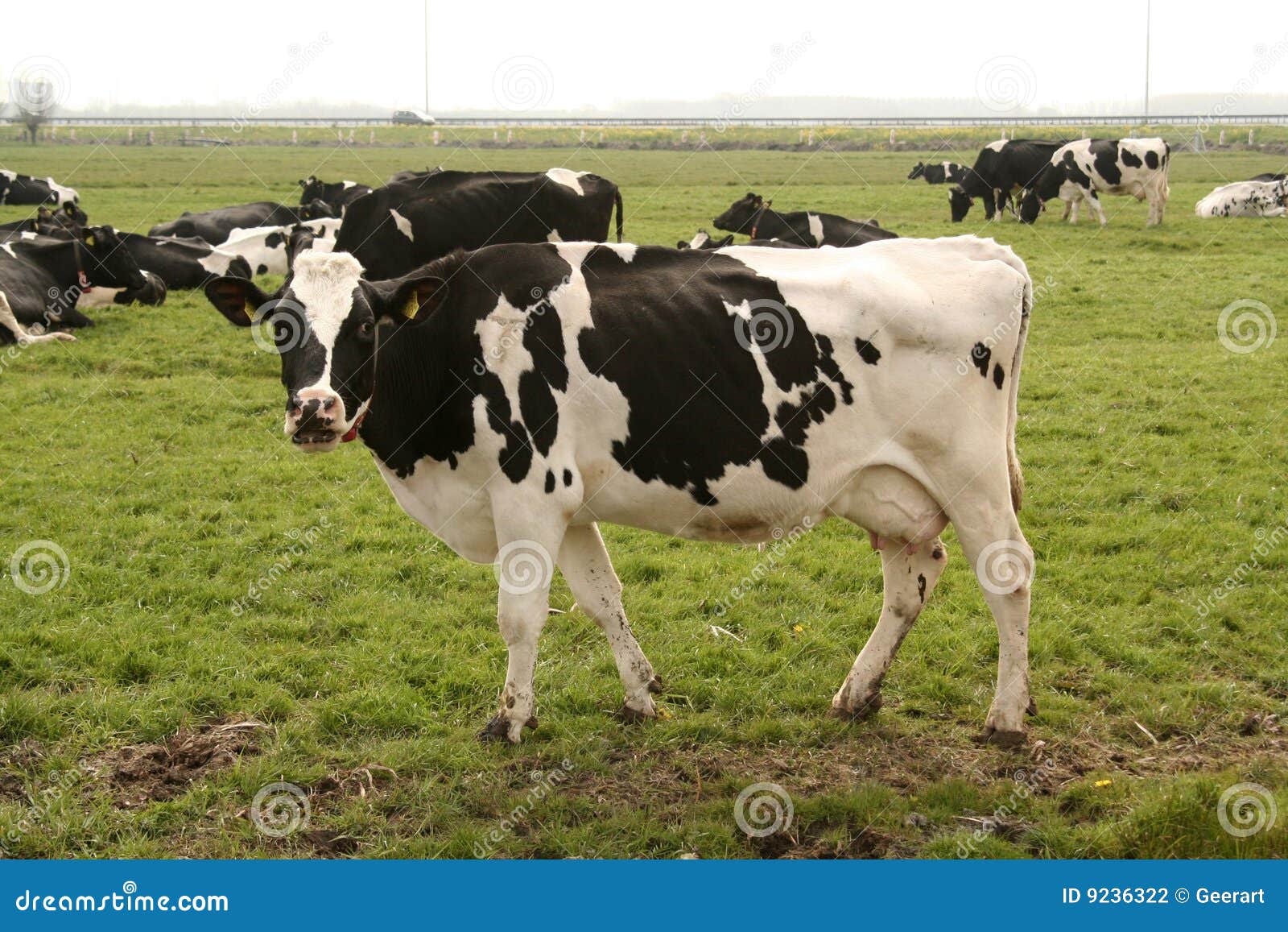 Dutch_cow stock photo. Image of white, clouds, meadow - 9236322