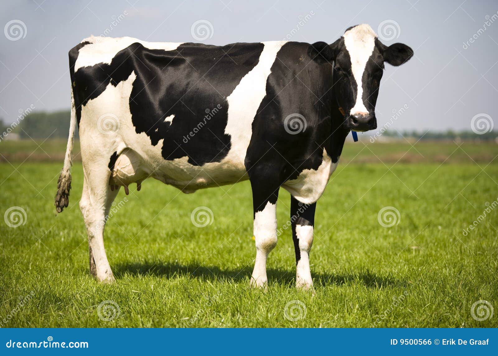 Dutch cow stock photo. Image of rural, cattle, dutch, country - 9500566