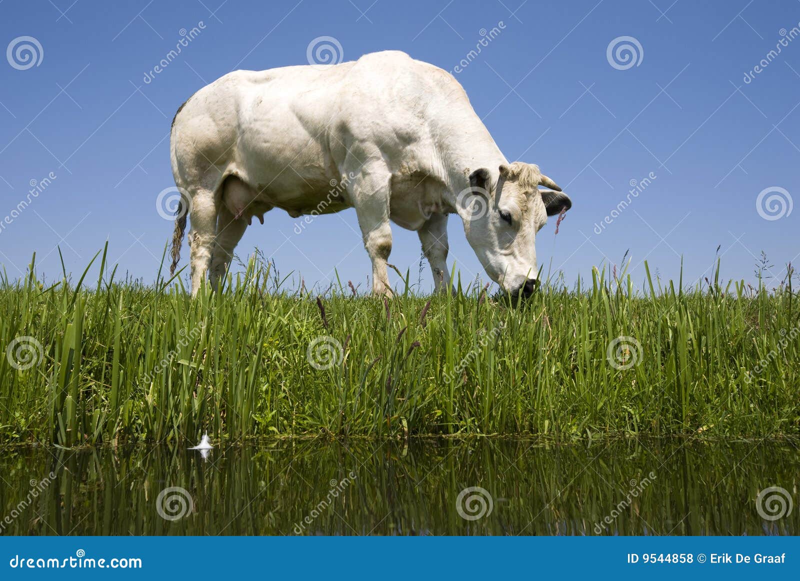 Dutch cow stock photo. Image of cattle, beast, dairy, milk - 9544858