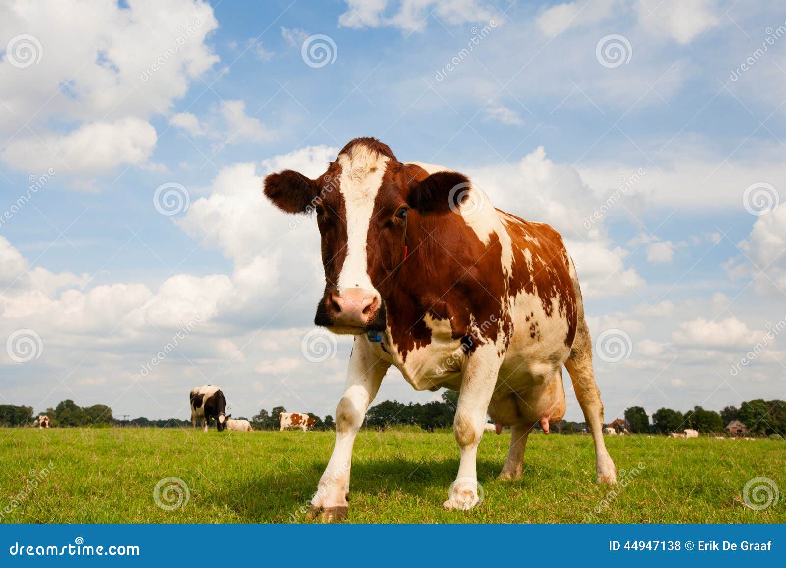 Dutch cow stock photo. Image of rural, meadow, holland - 44947138