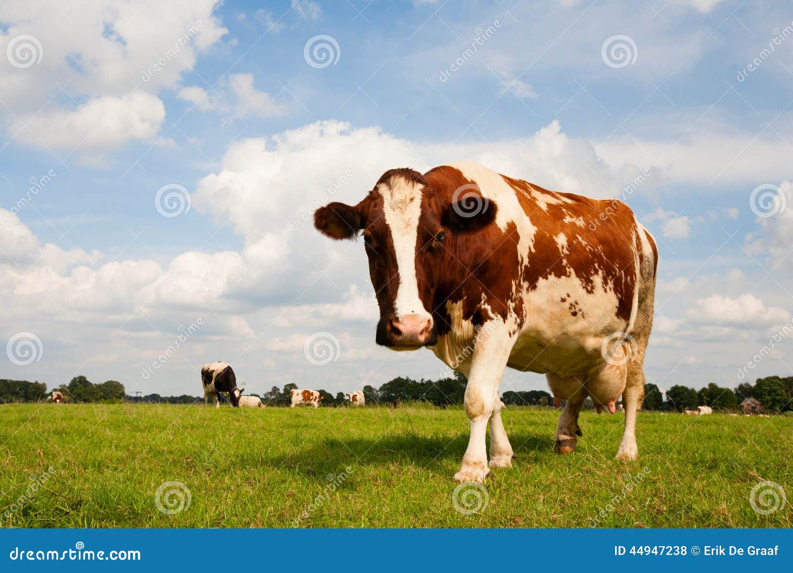 Dutch cow stock photo. Image of farm, livestock, meadow - 44947238