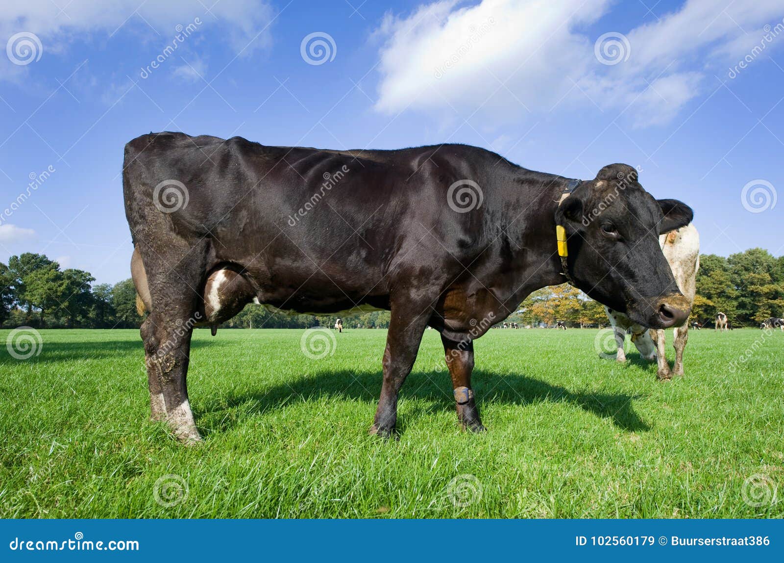 Dutch cow stock image. Image of food, farmland, outside - 102560179