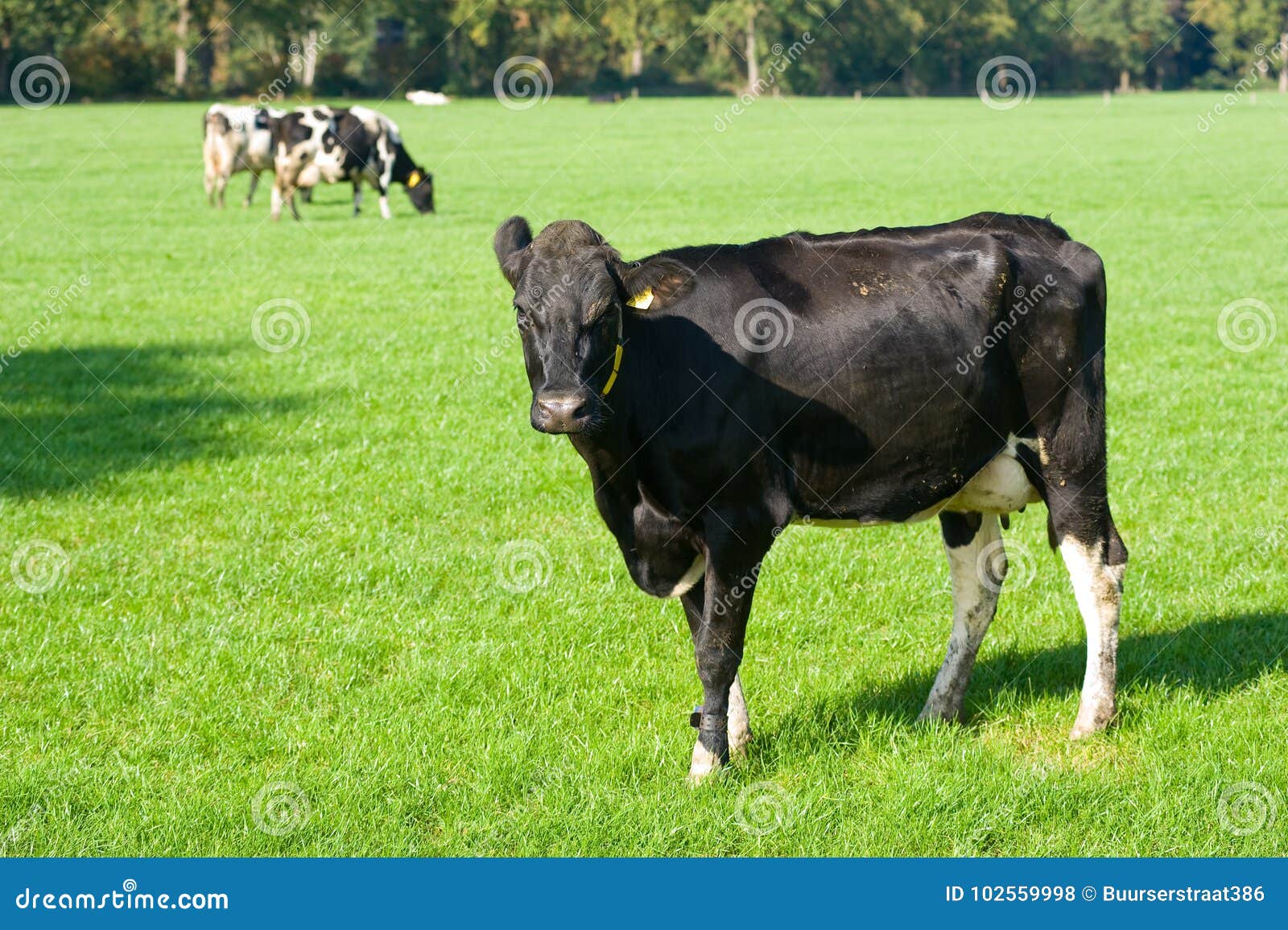 Dutch cow stock photo. Image of biological, agriculture - 102559998