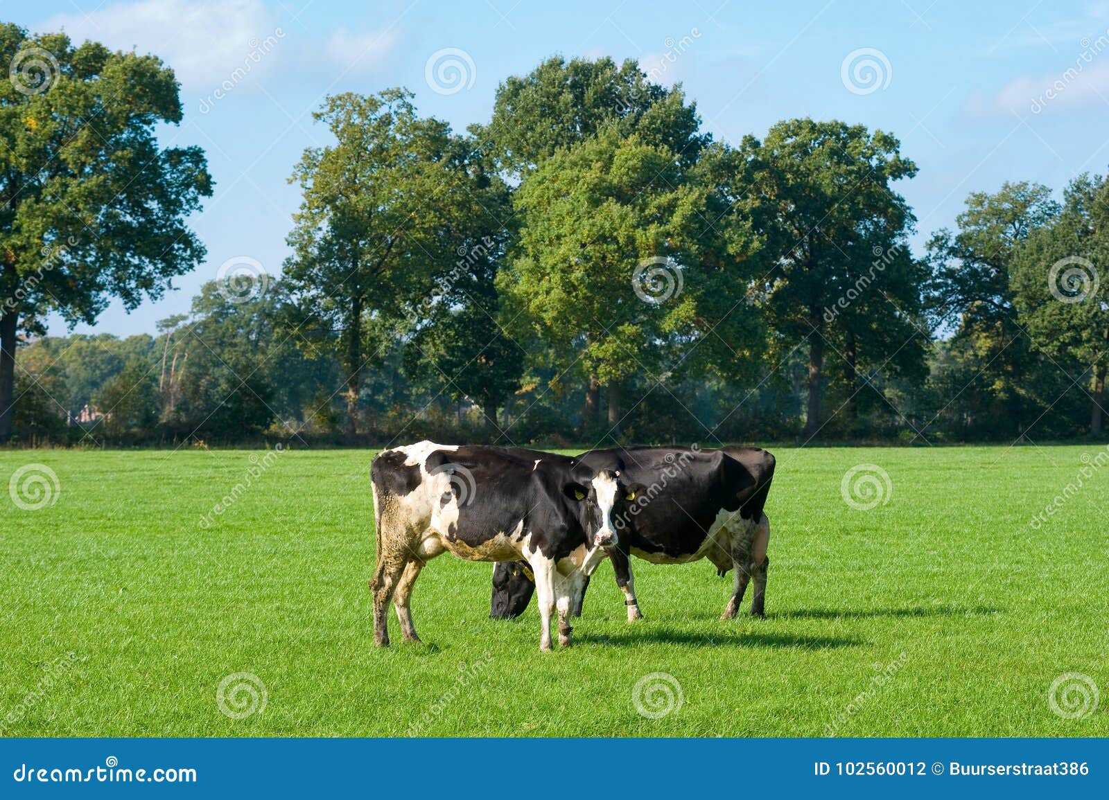 Dutch cow stock photo. Image of agriculture, pasture - 102560012