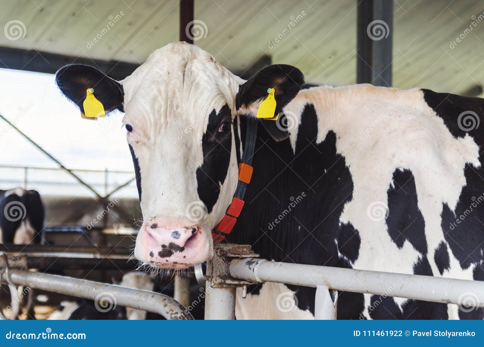 Dutch cow in the farm stock photo. Image of agriculture - 111461922