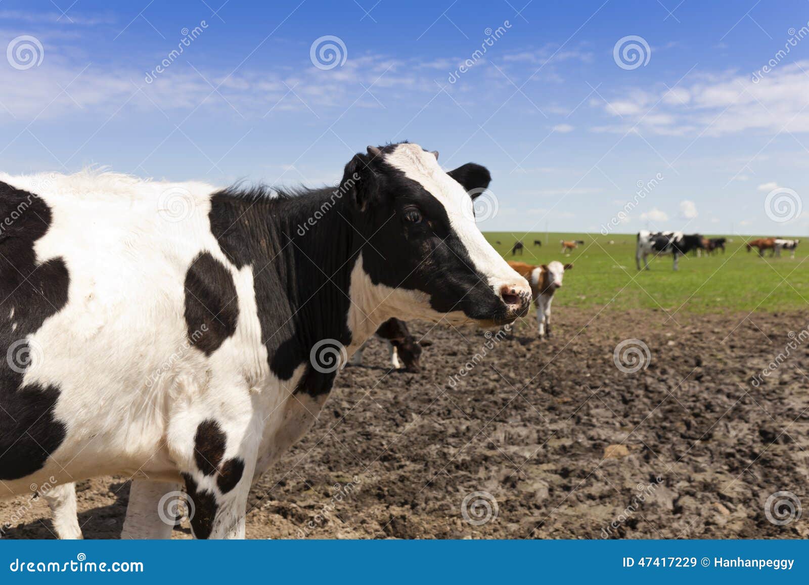 Dutch cow stock image. Image of pasture, nature, agriculture - 47417229