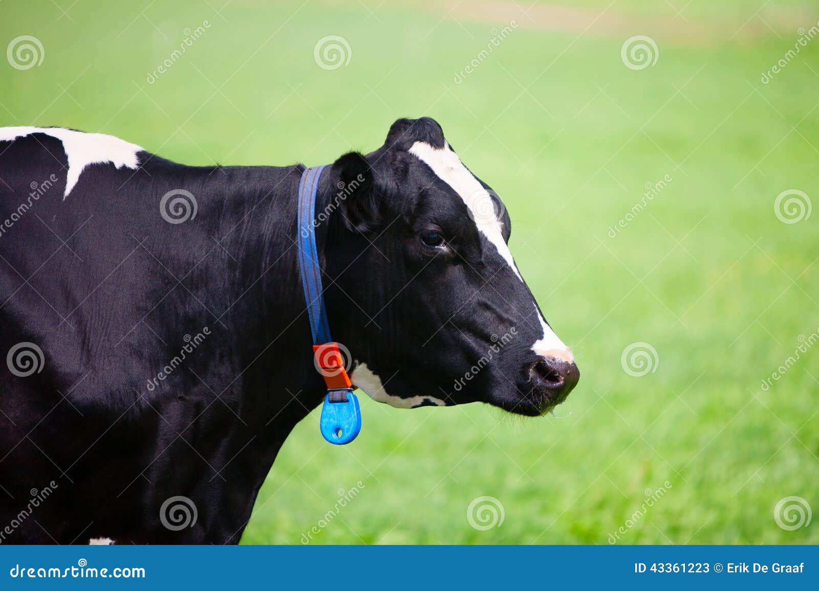 Dutch cow stock image. Image of animal, grazing, meadow - 43361223