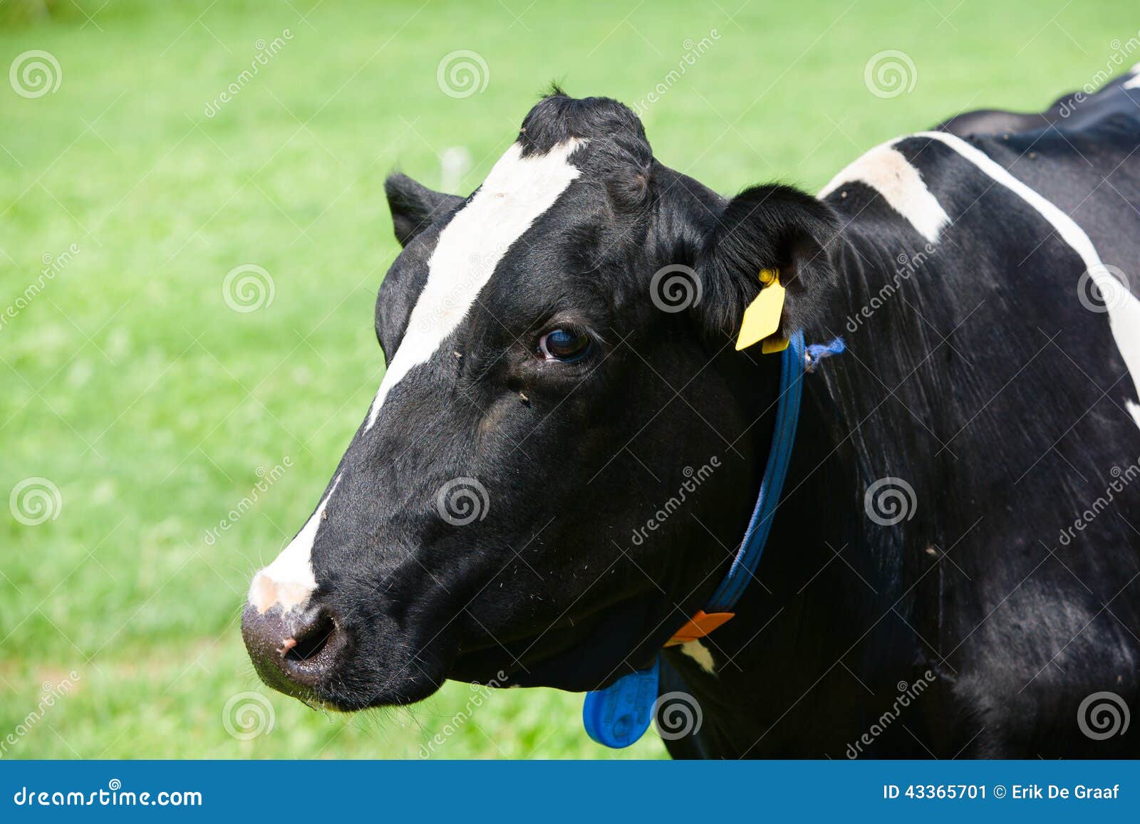 Dutch cow stock image. Image of livestock, people, cattle - 43365701