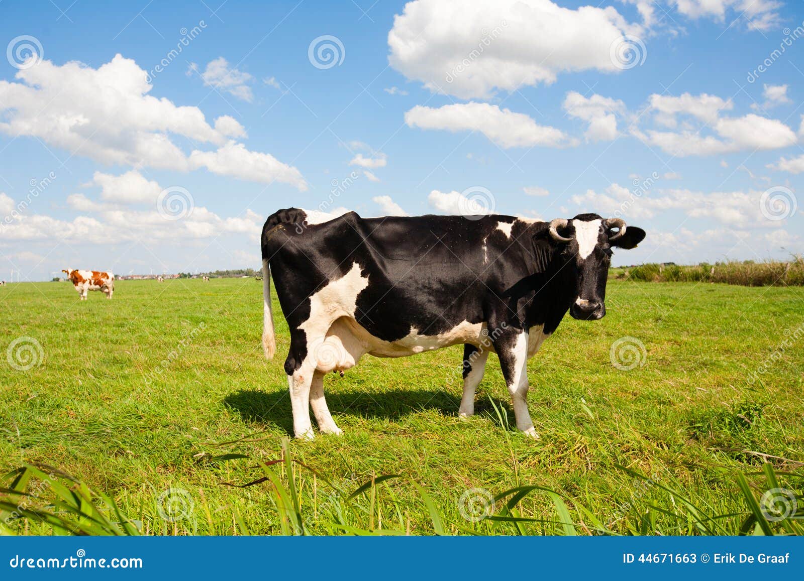 Dutch cow stock image. Image of holland, dairy, field - 44671663