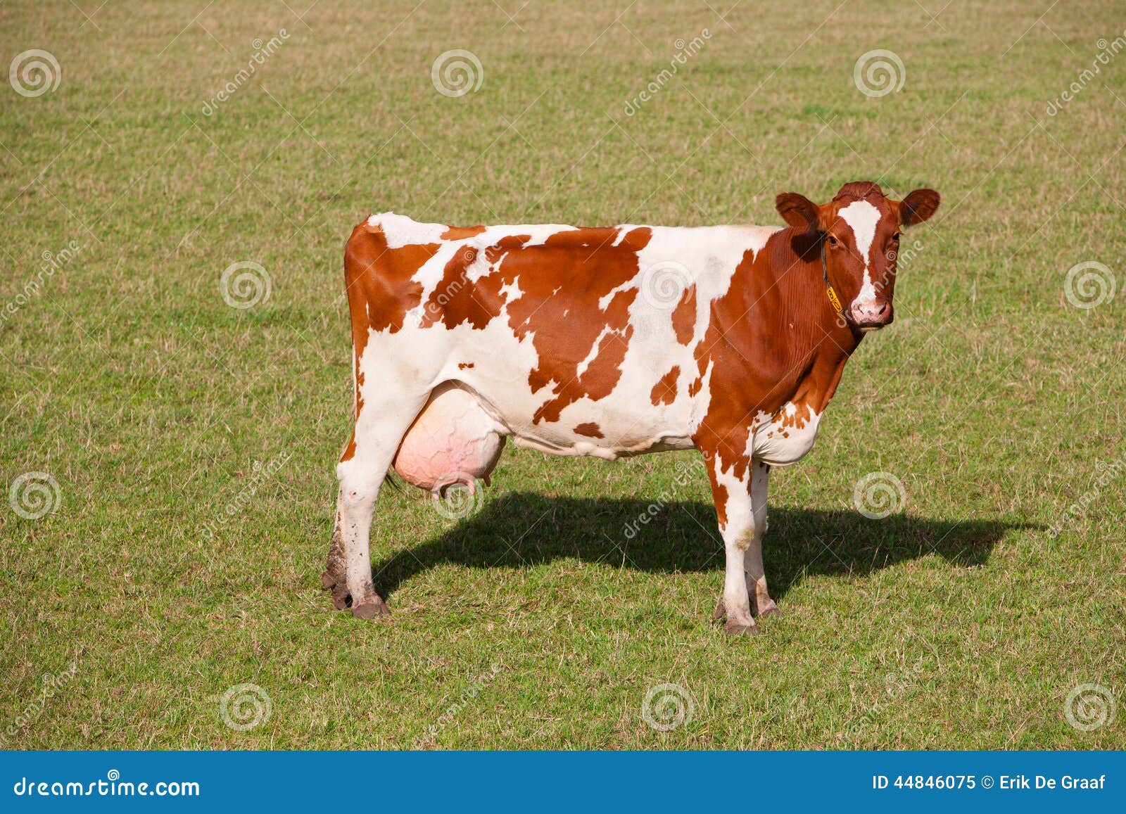 Dutch cow stock image. Image of dairy, meadow, livestock - 44846075