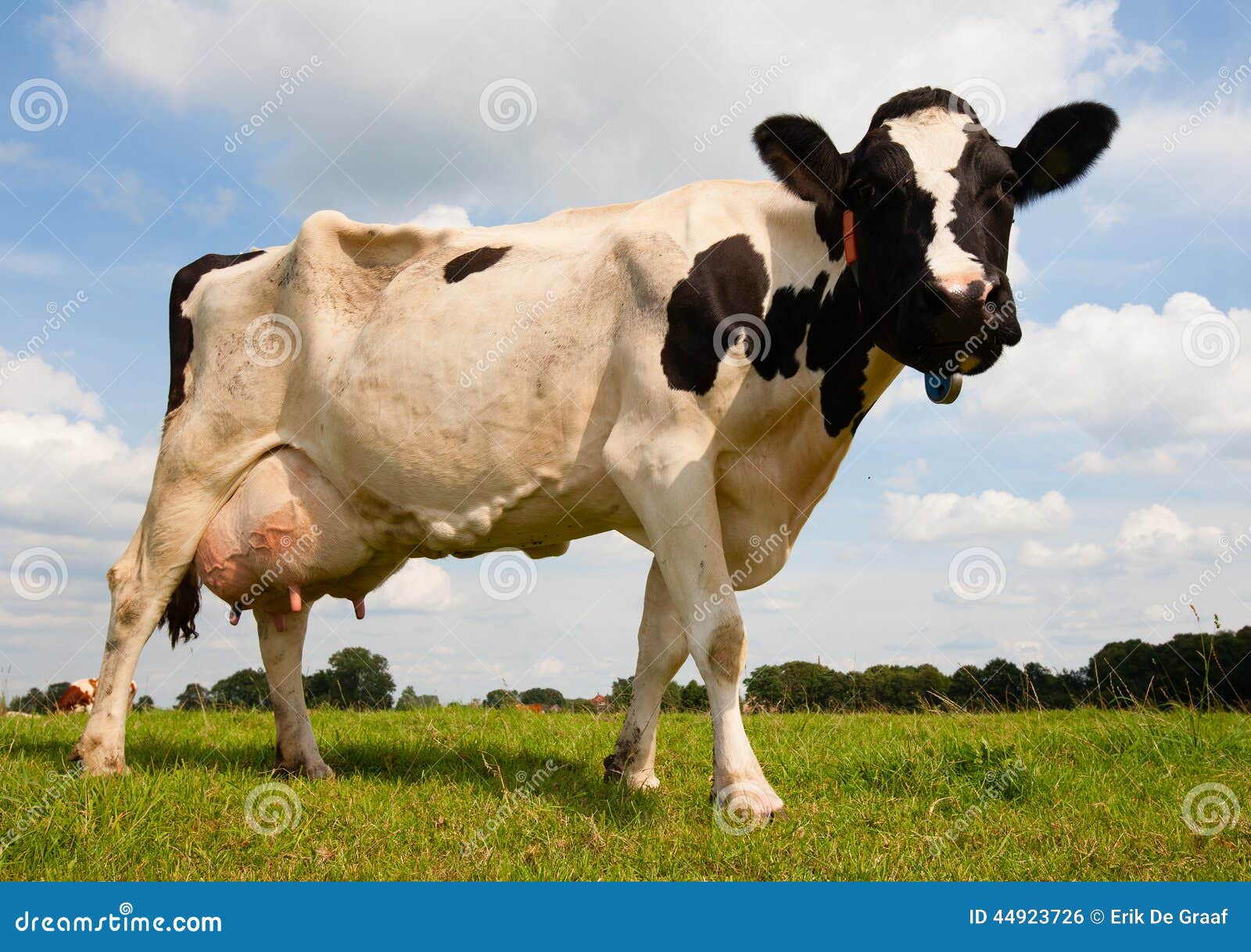 Dutch cow stock photo. Image of country, rural, netherlands - 44923726