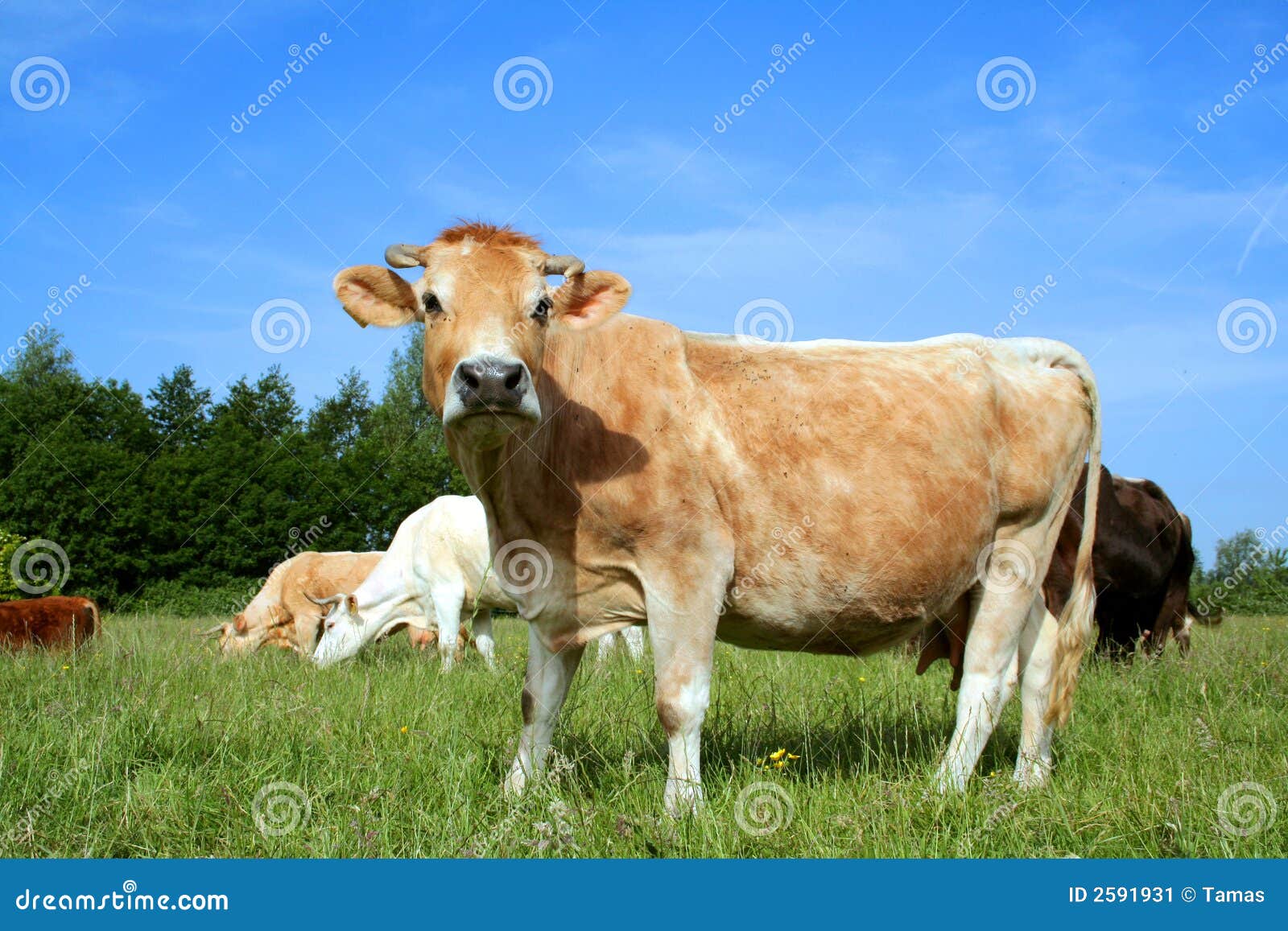 Dutch Cow Pasture 03 Stock Photos - Free & Royalty-Free Stock Photos ...