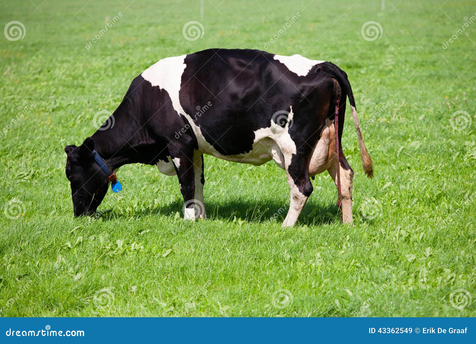 Dutch cow stock image. Image of life, beef, farmland - 43362549