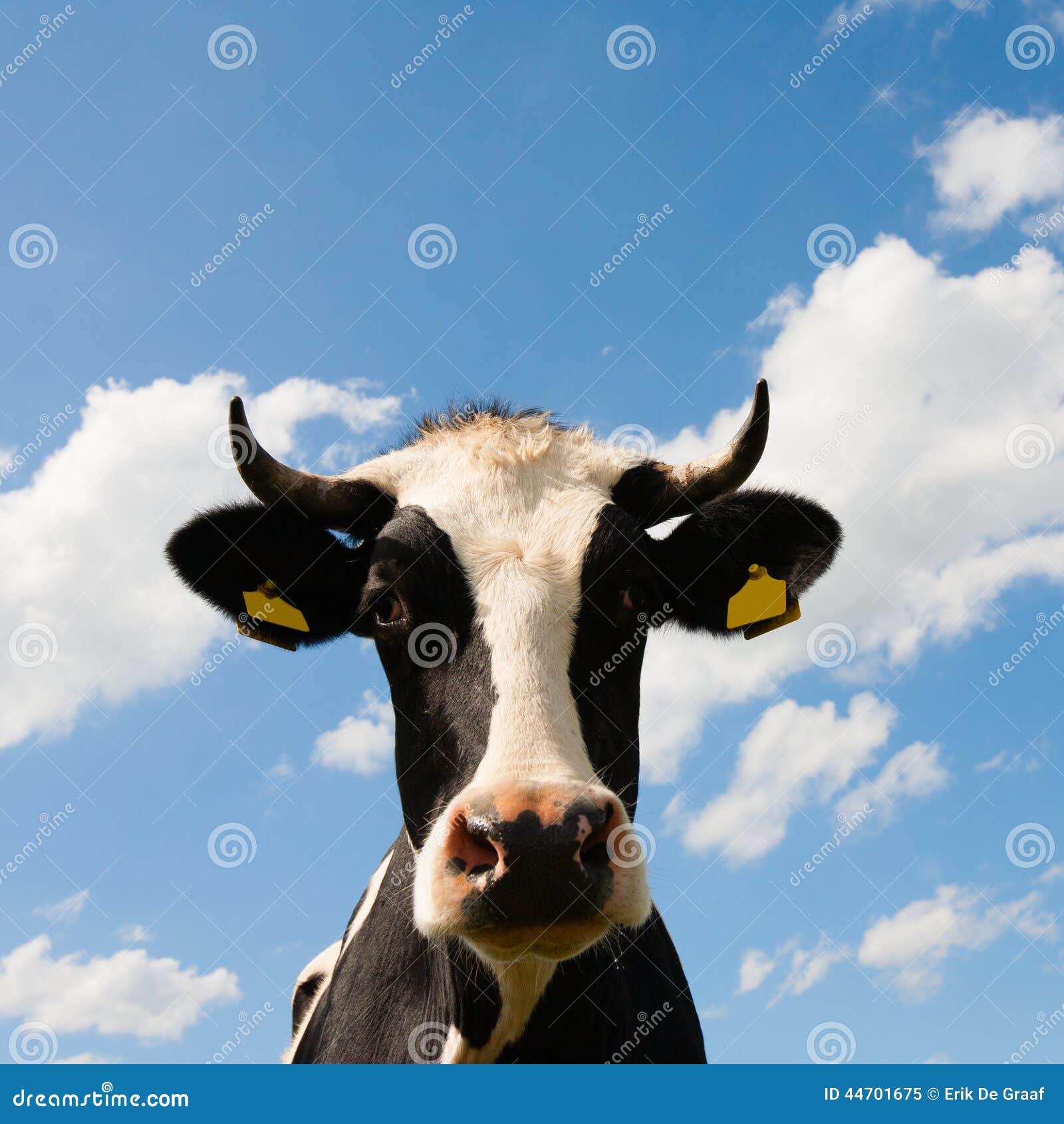 Dutch cow stock image. Image of farming, livestock, agriculture - 44701675
