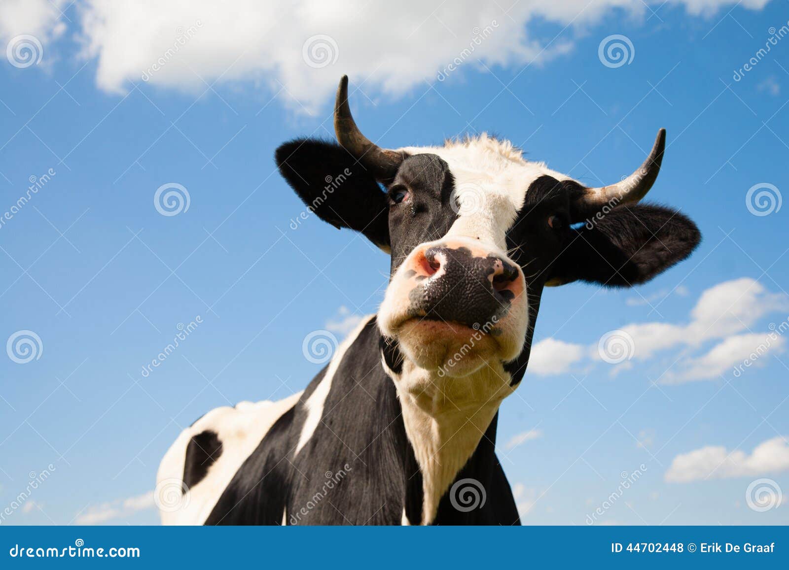 Dutch cow stock photo. Image of agriculture, holland - 44702448