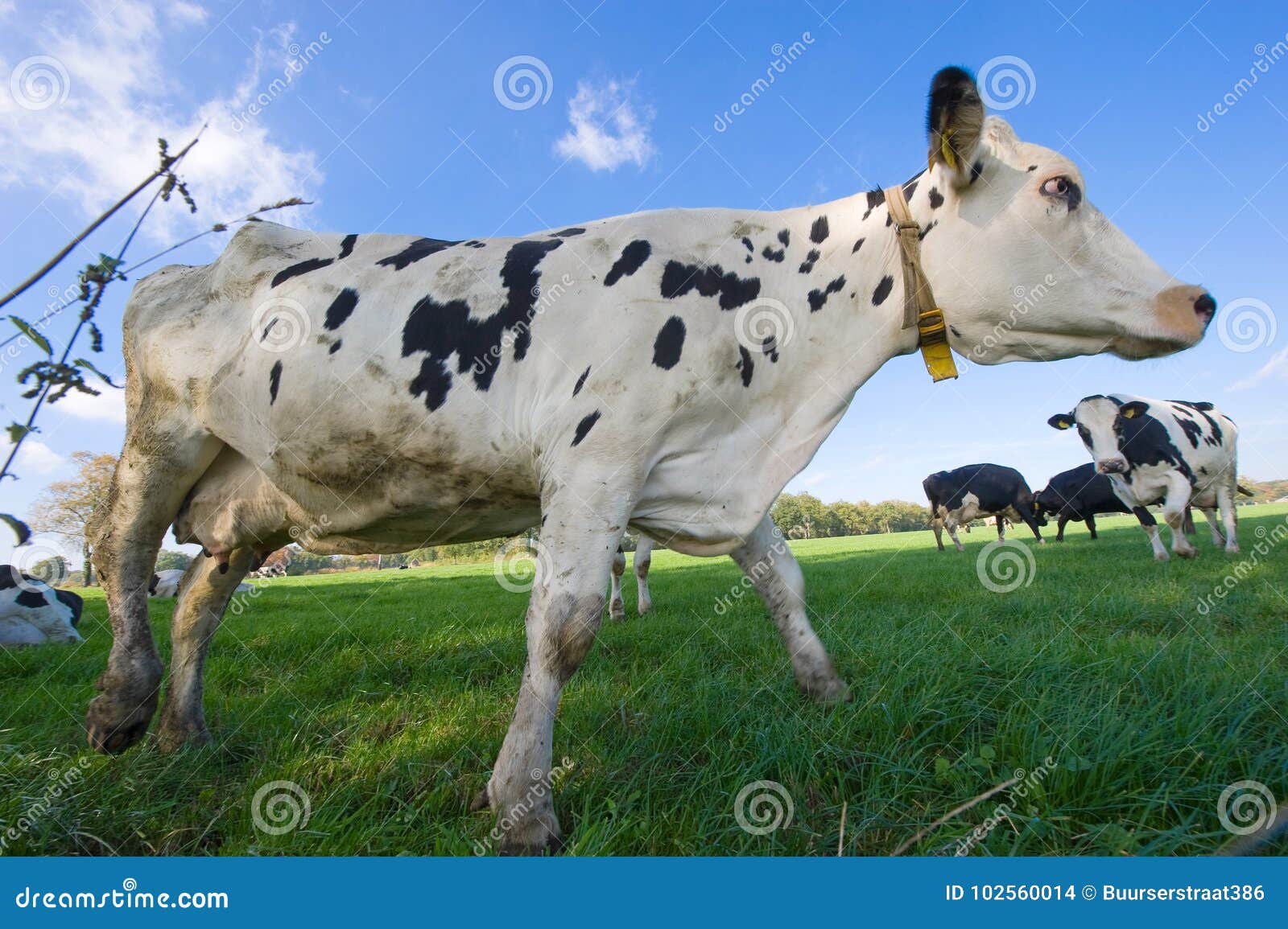 Dutch cow stock photo. Image of netherlands, outside - 102560014