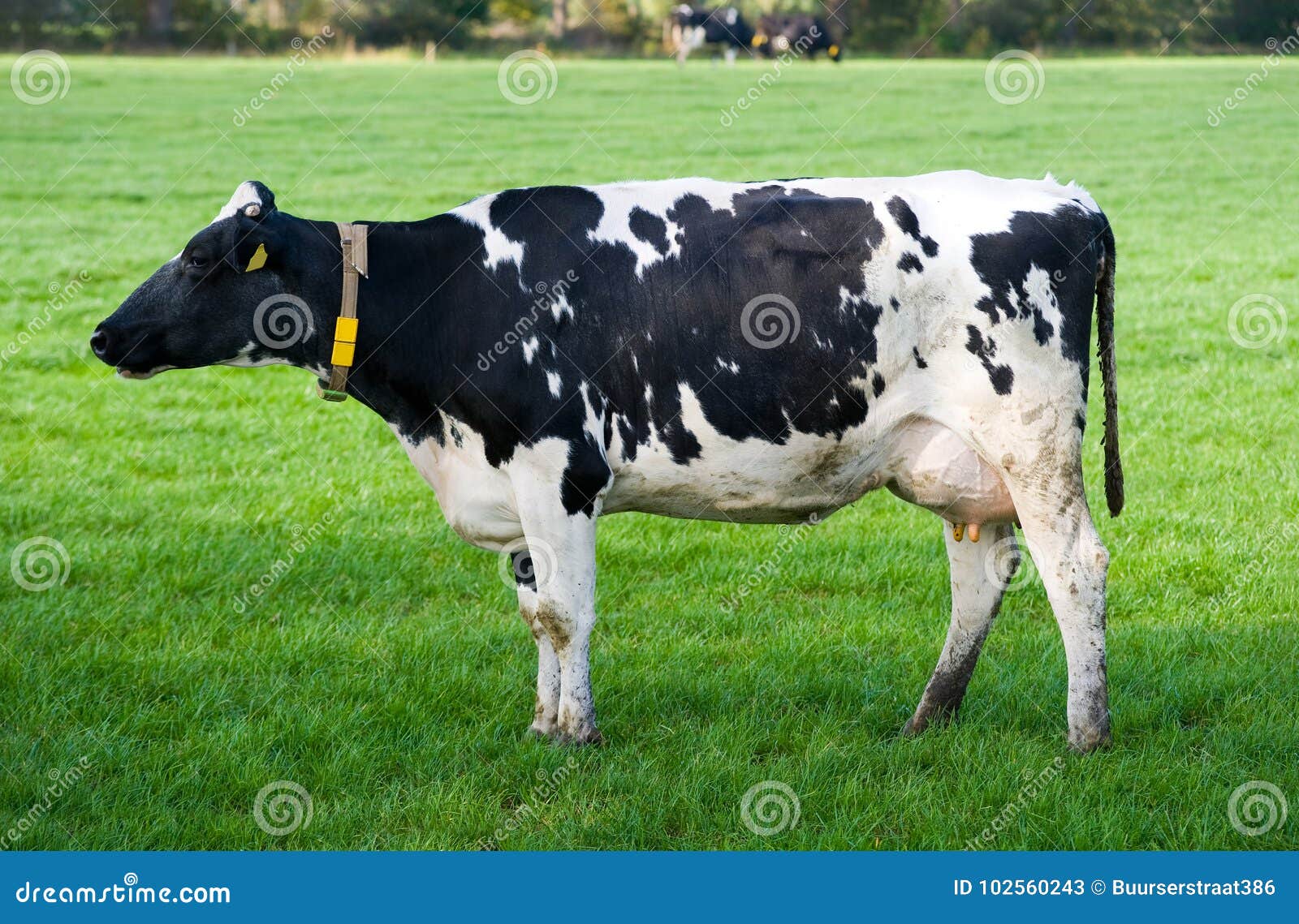 Dutch cow stock image. Image of dutch, breeding, beast - 102560243