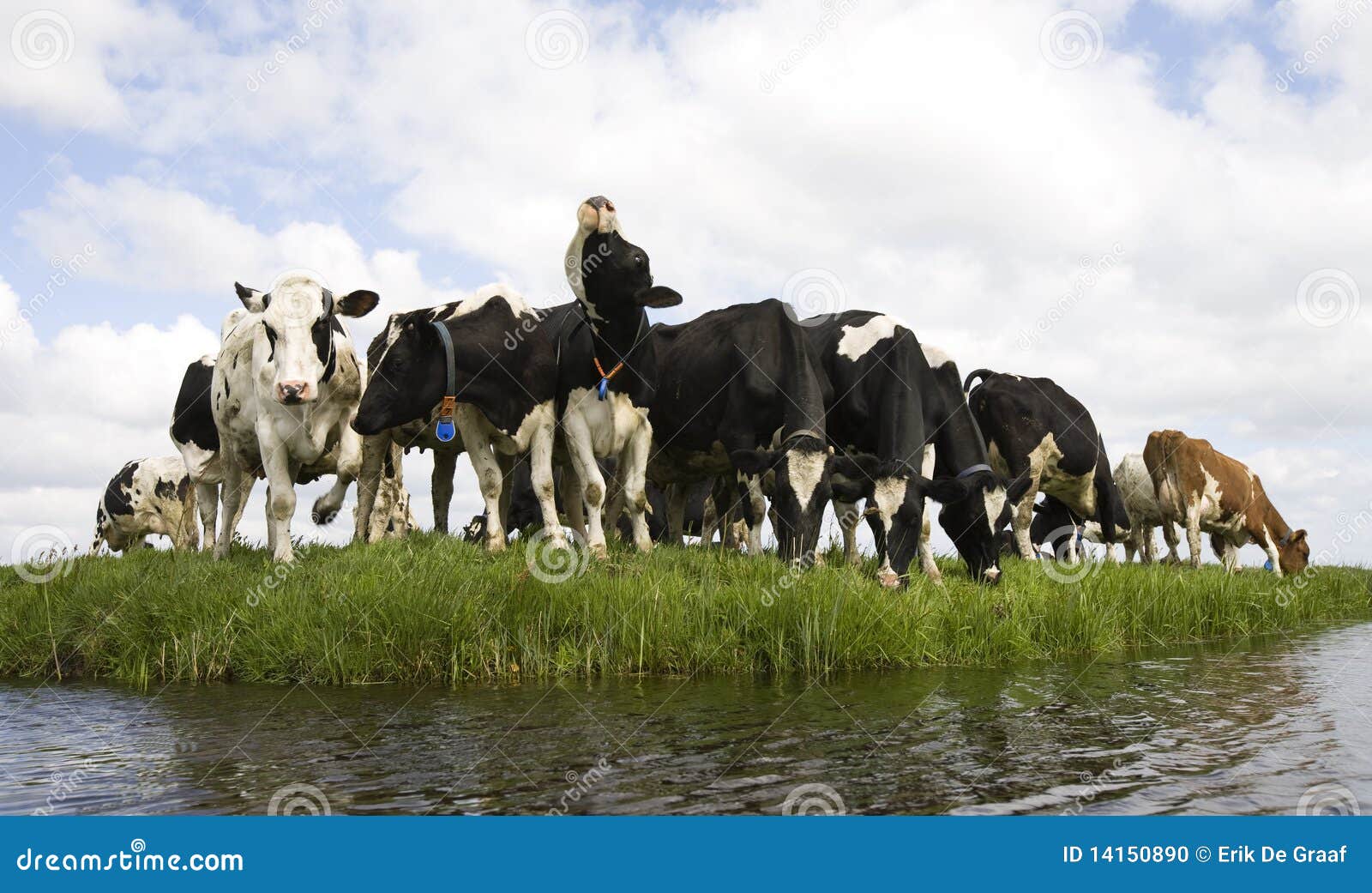 Dutch cows stock photo. Image of animal, dairy, black - 14150890