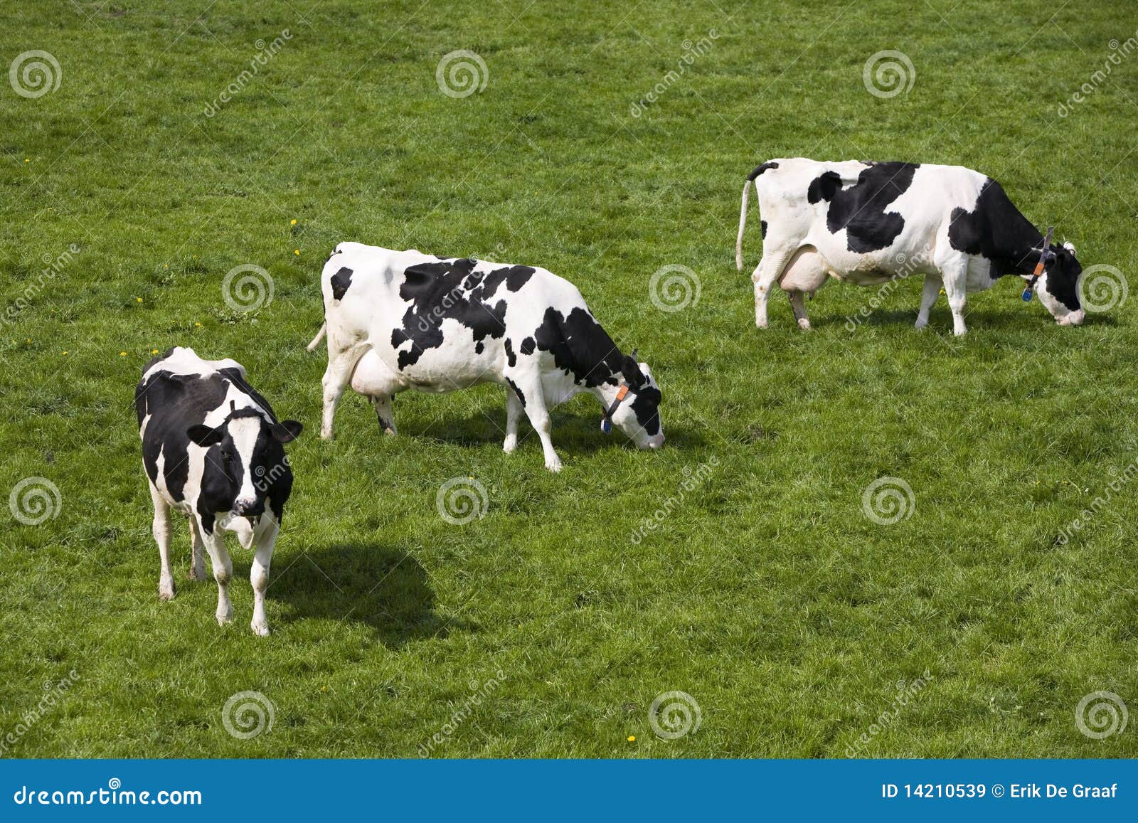 Dutch cows stock image. Image of field, black, green - 14210539
