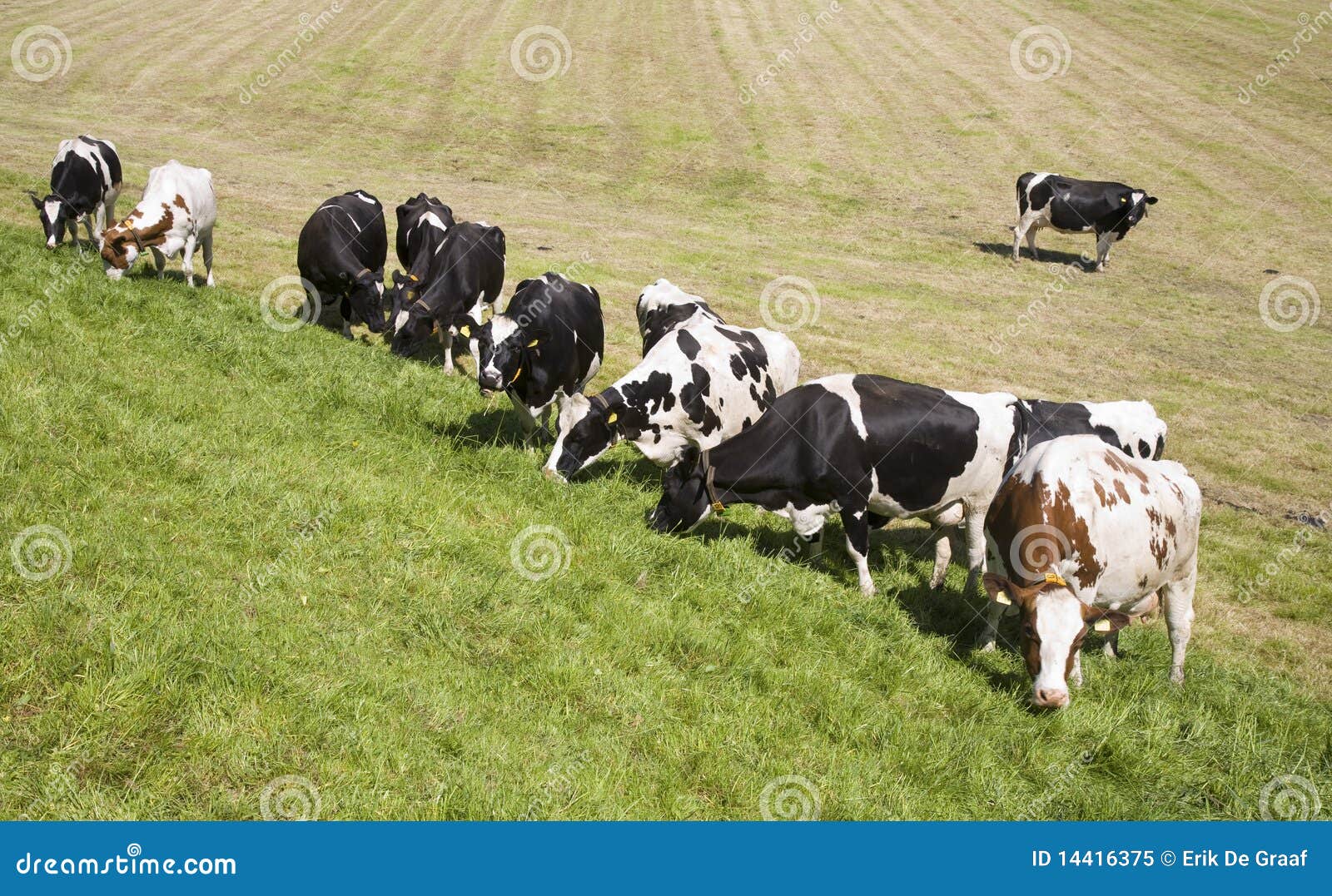 Dutch cows stock image. Image of agriculture, black, rural - 14416375