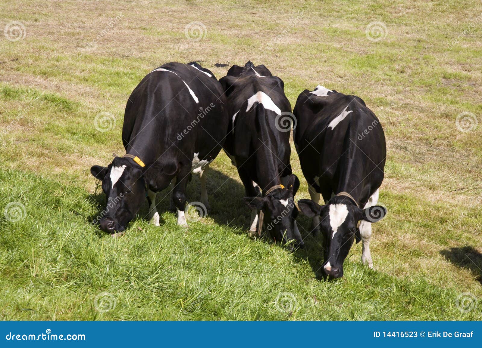 Dutch cows stock image. Image of dairy, green, farm, scene - 14416523