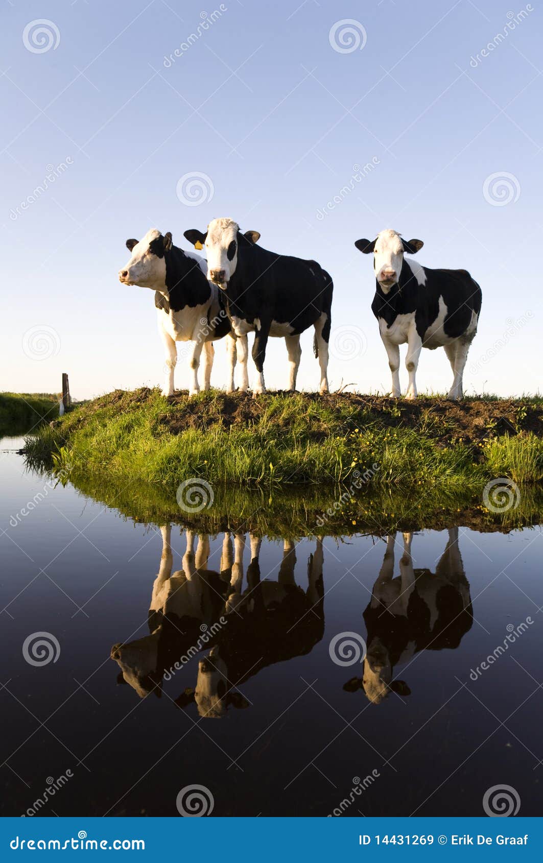 Dutch cows stock image. Image of green, grazing, holland - 14431269