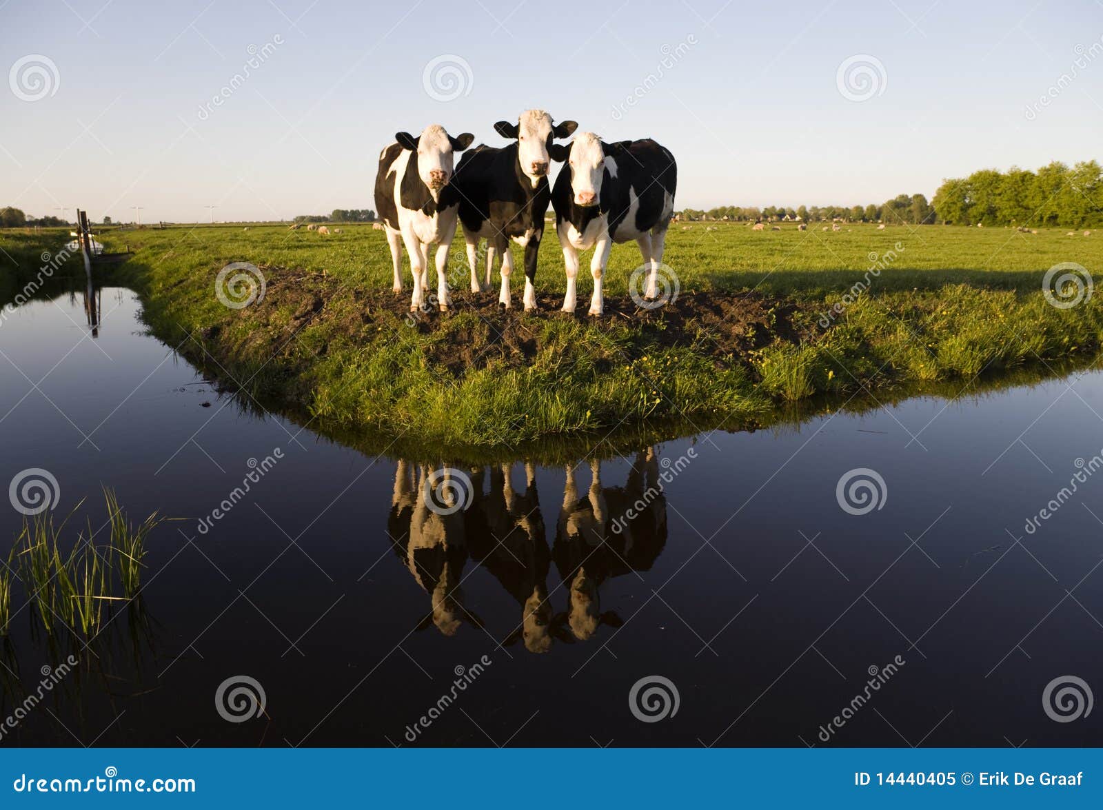 Dutch cows stock image. Image of meadow, scene, holland - 14440405
