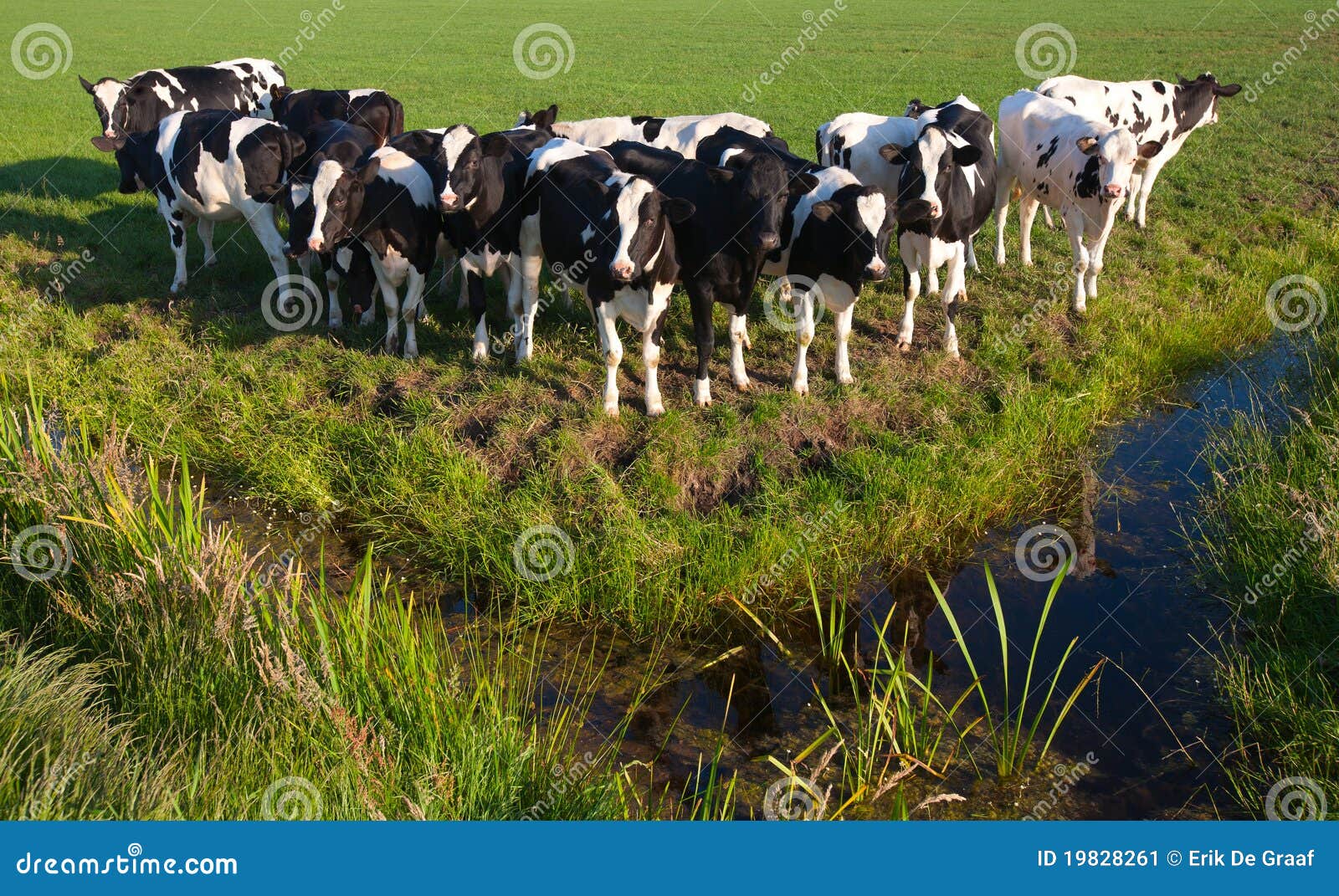Dutch cows stock image. Image of field, rural, farming - 19828261