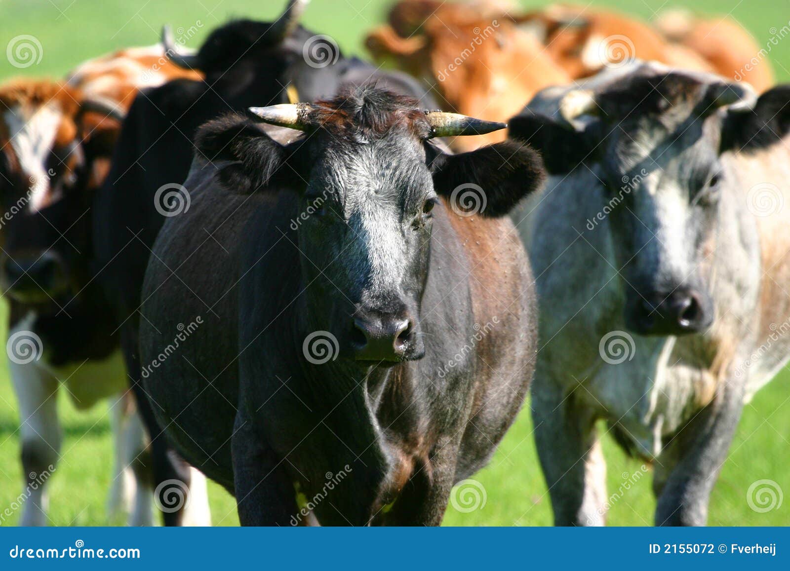 Dutch cows stock photo. Image of farmer, grasland, grassland - 2155072