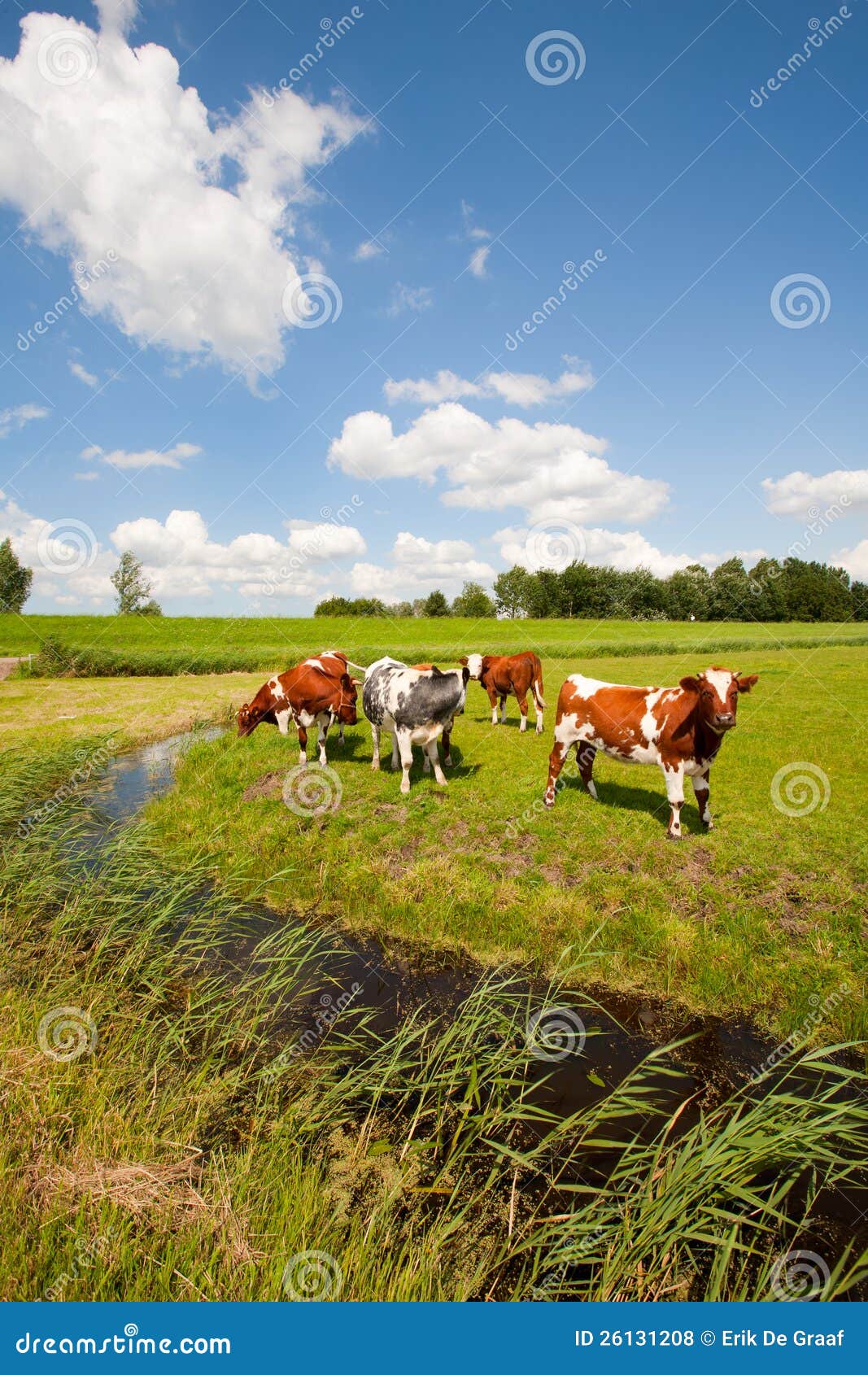 Dutch cows stock photo. Image of rural, country, grassland - 26131208