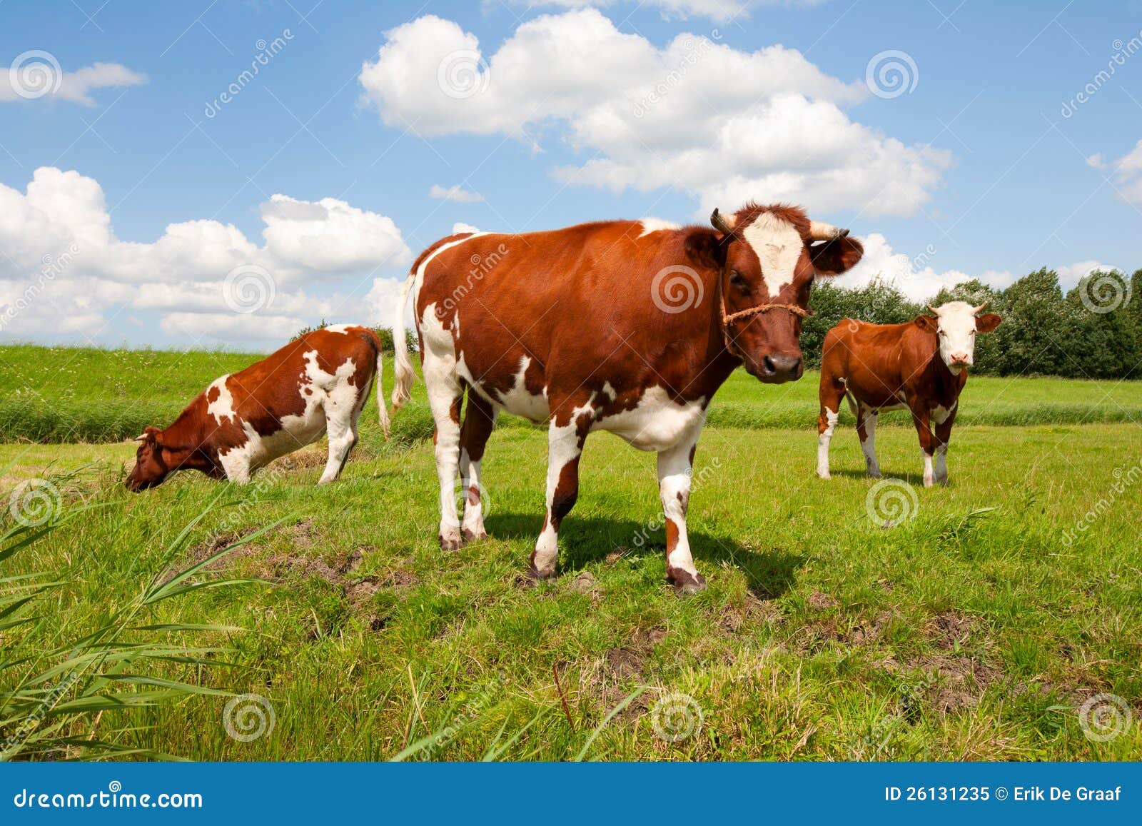 Dutch cows stock image. Image of grassland, cattle, black - 26131235