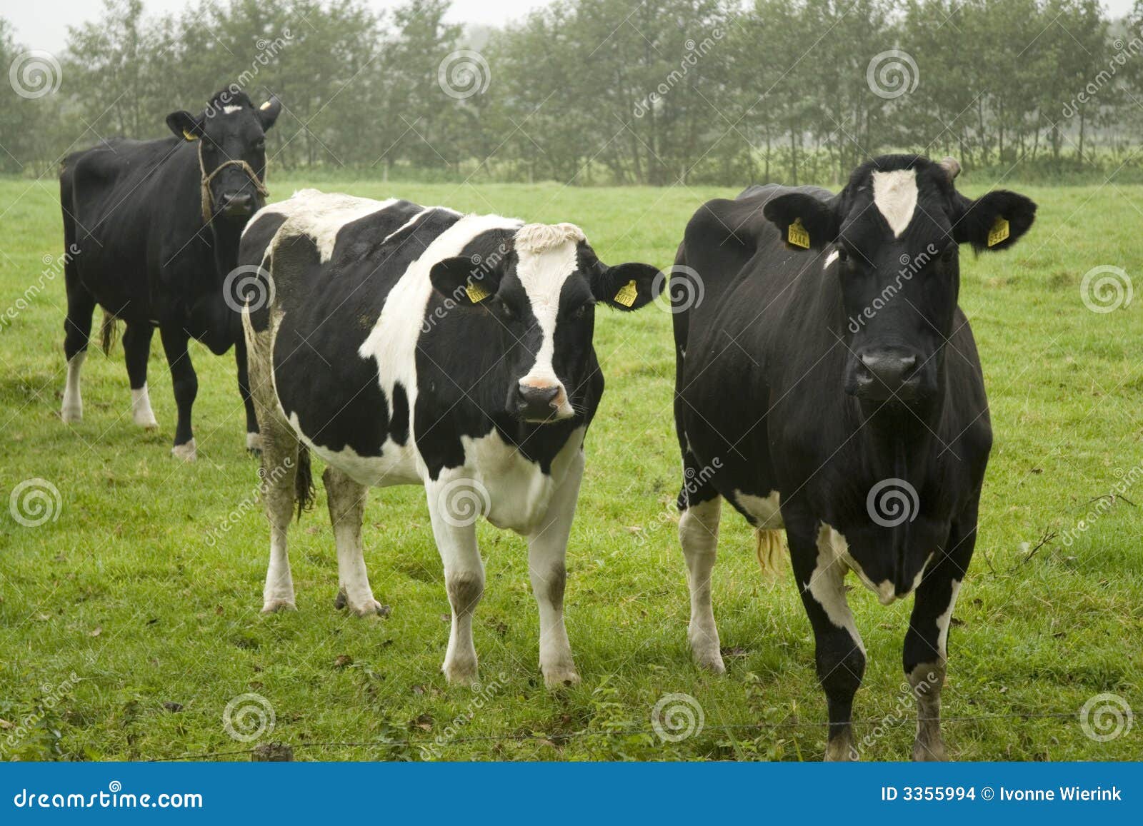 Dutch cows stock photo. Image of holland, land, grass - 3355994