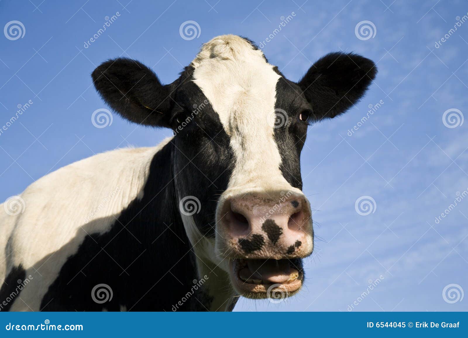 Dutch cows stock image. Image of cattle, farmland, brown - 6544045