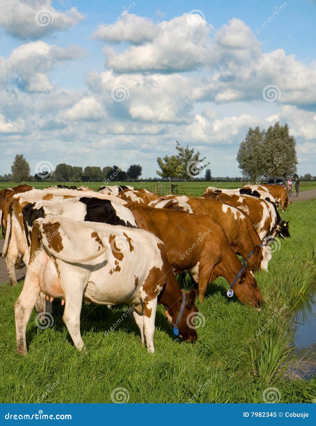 Dutch cows stock image. Image of production, farm, grazing - 7982345