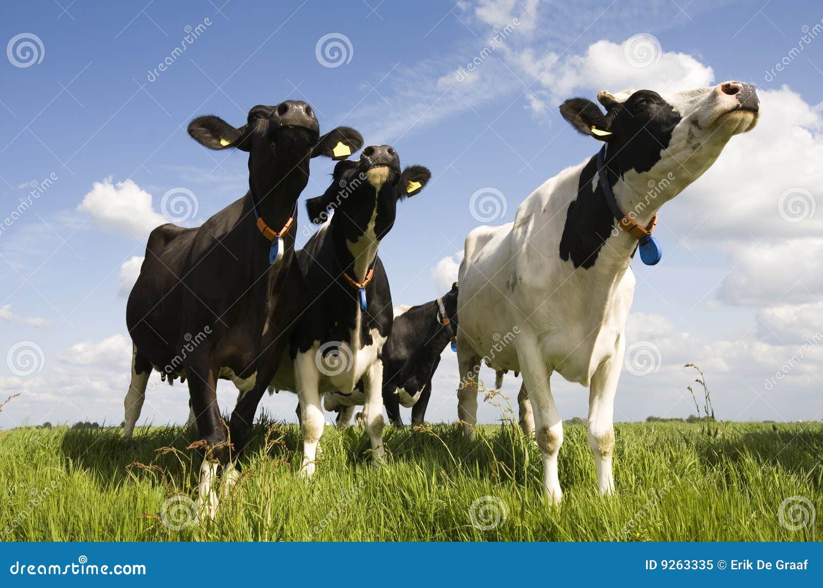 Dutch cows stock image. Image of field, black, dutch, dairy - 9263335