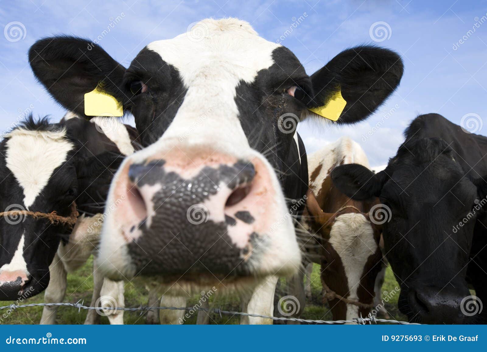 Dutch cows stock image. Image of beast, dutch, beef, cattle - 9275693