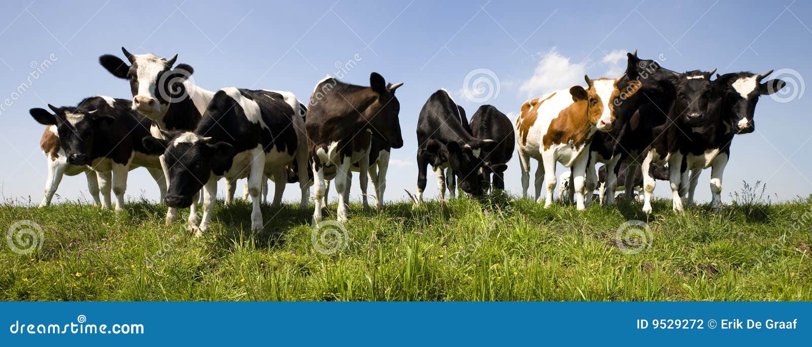 Dutch cows stock photo. Image of brown, milk, cattle, animal - 9529272