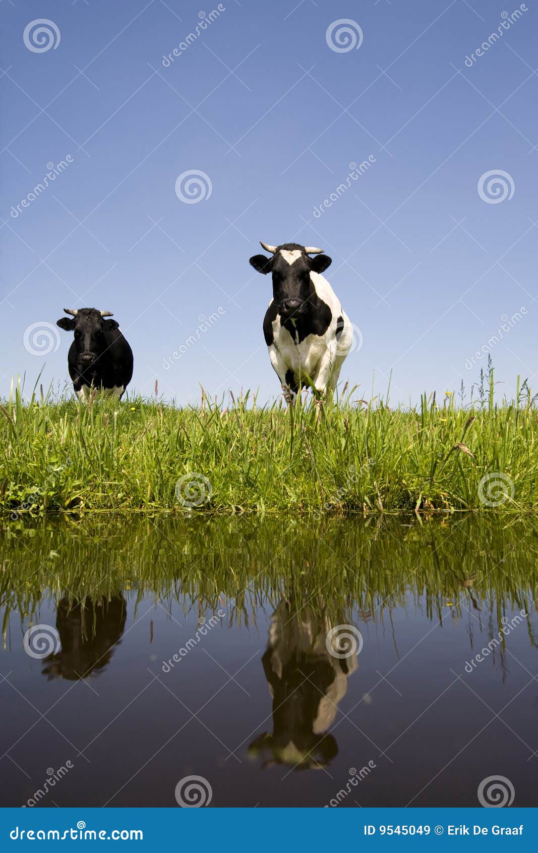 Dutch cows stock image. Image of rural, field, farming - 9545049
