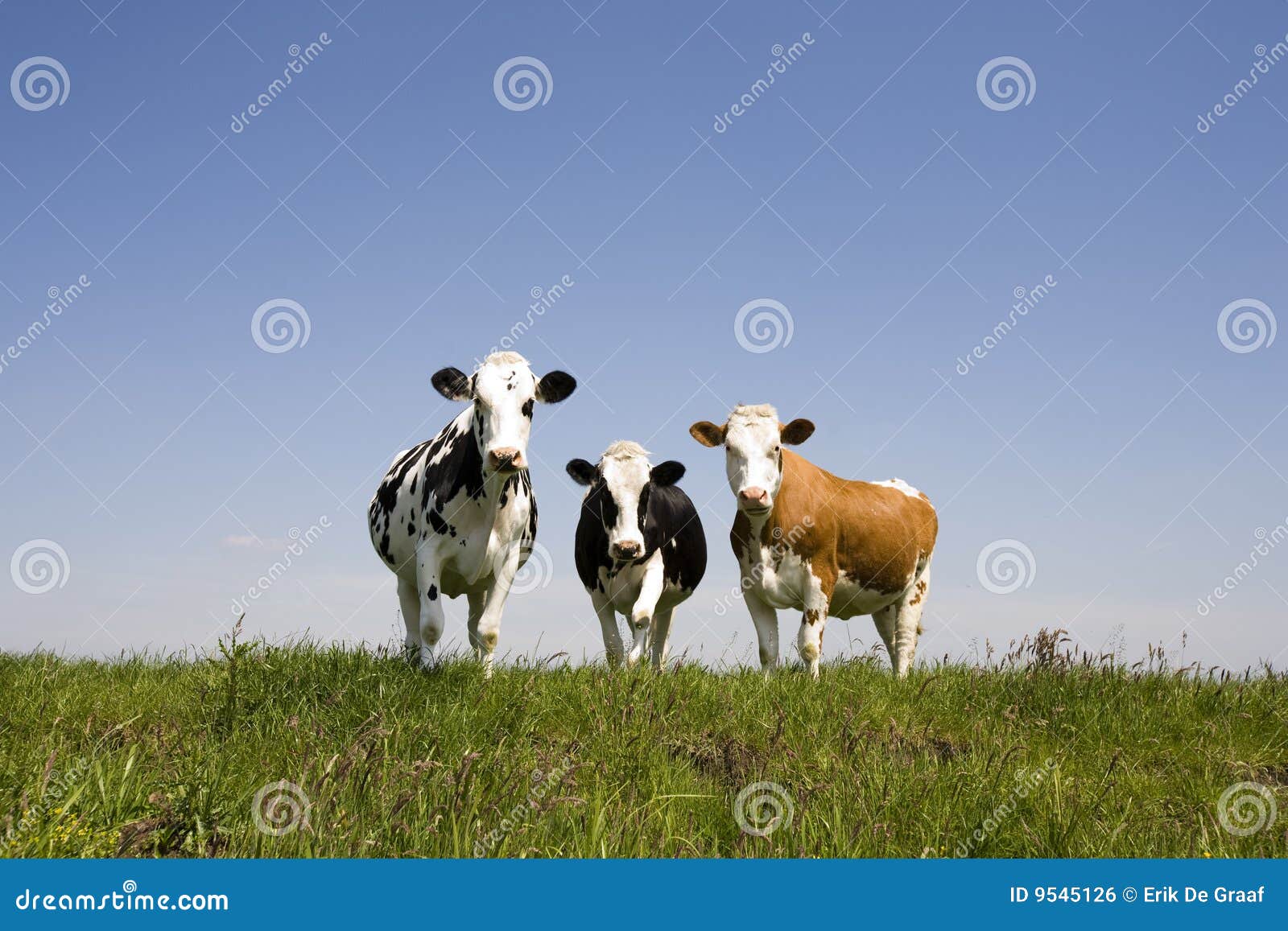 Dutch cows stock photo. Image of grazing, netherlands - 9545126